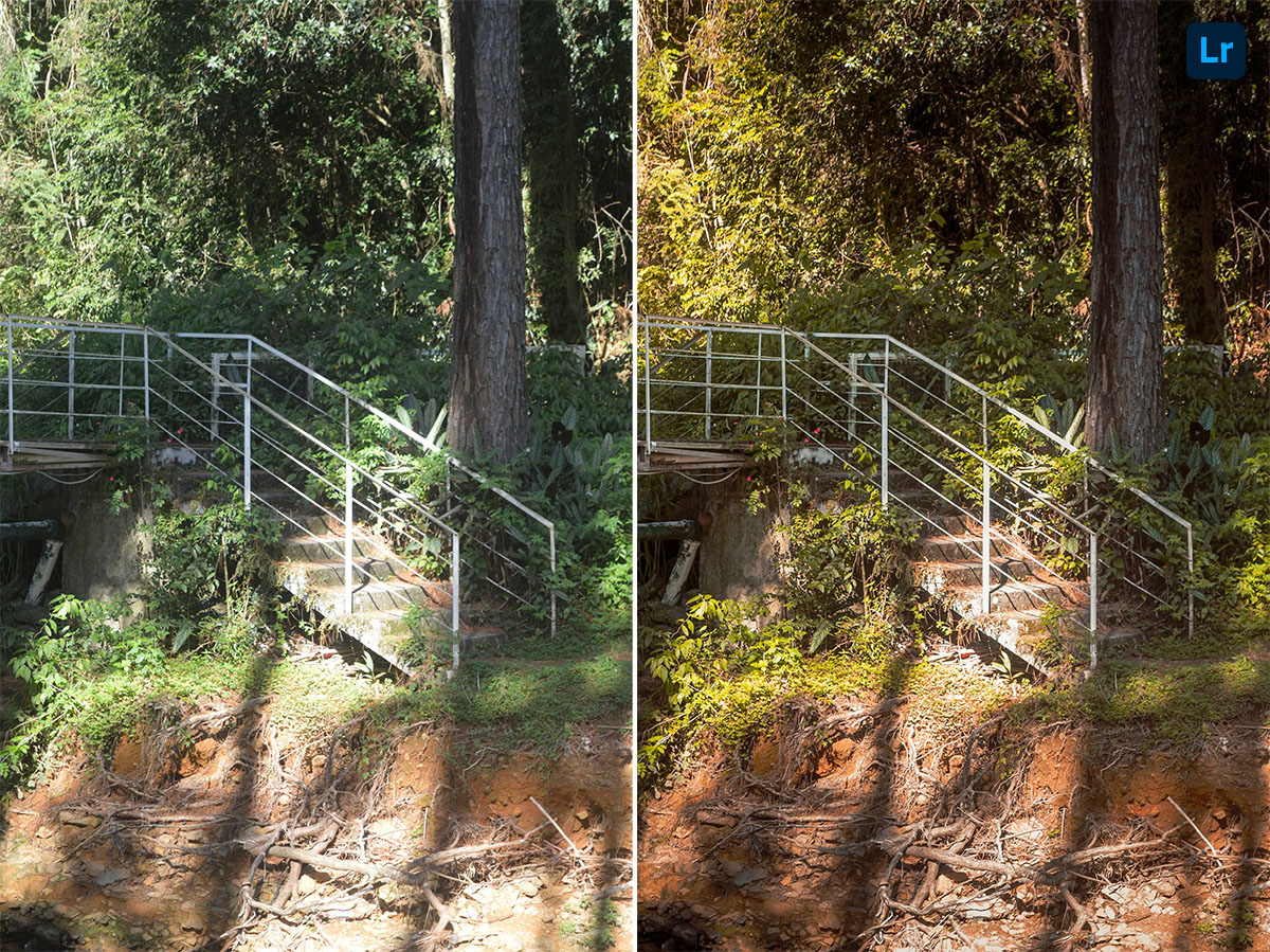 nature and a staircase | Edit | Photoshop Lightroom