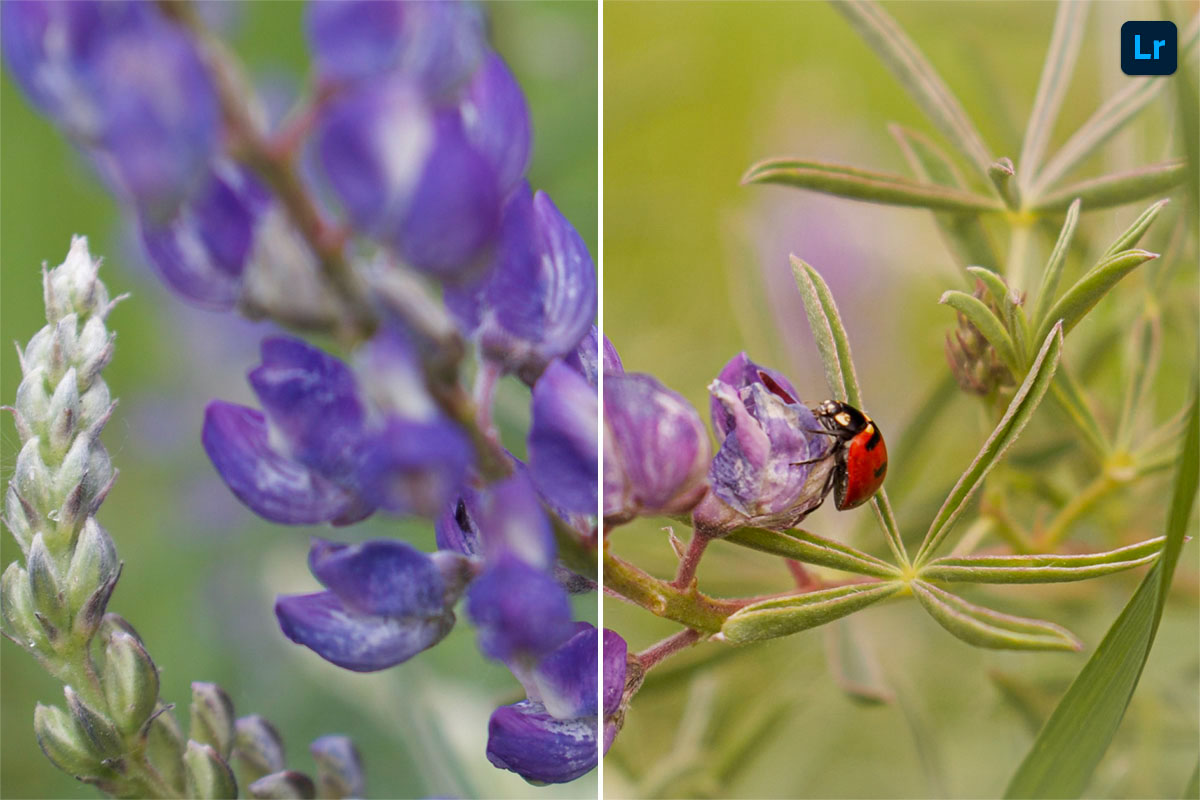 ladybug | Remix | Photoshop Lightroom