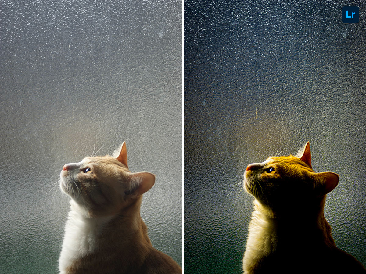 ginger | Edit | Photoshop Lightroom