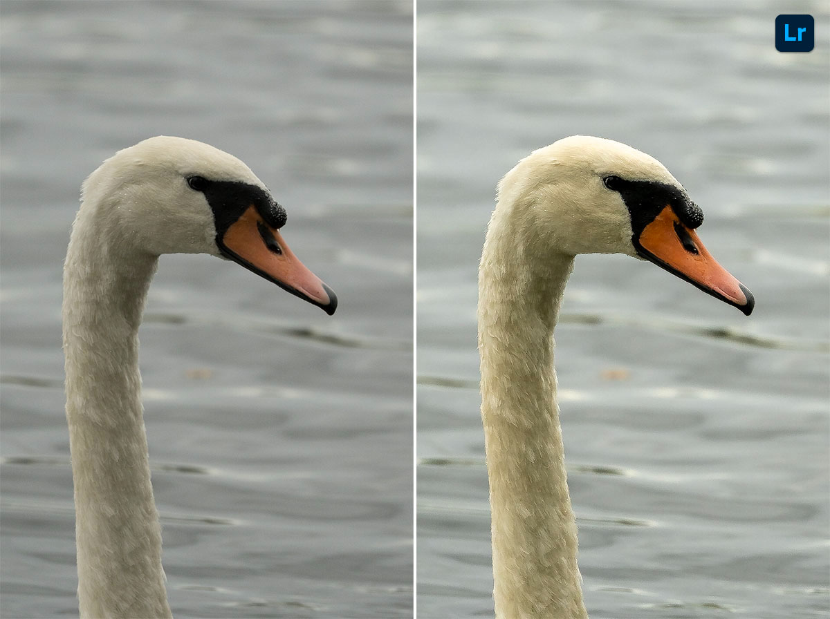 Swan giving face | Edit | Photoshop Lightroom