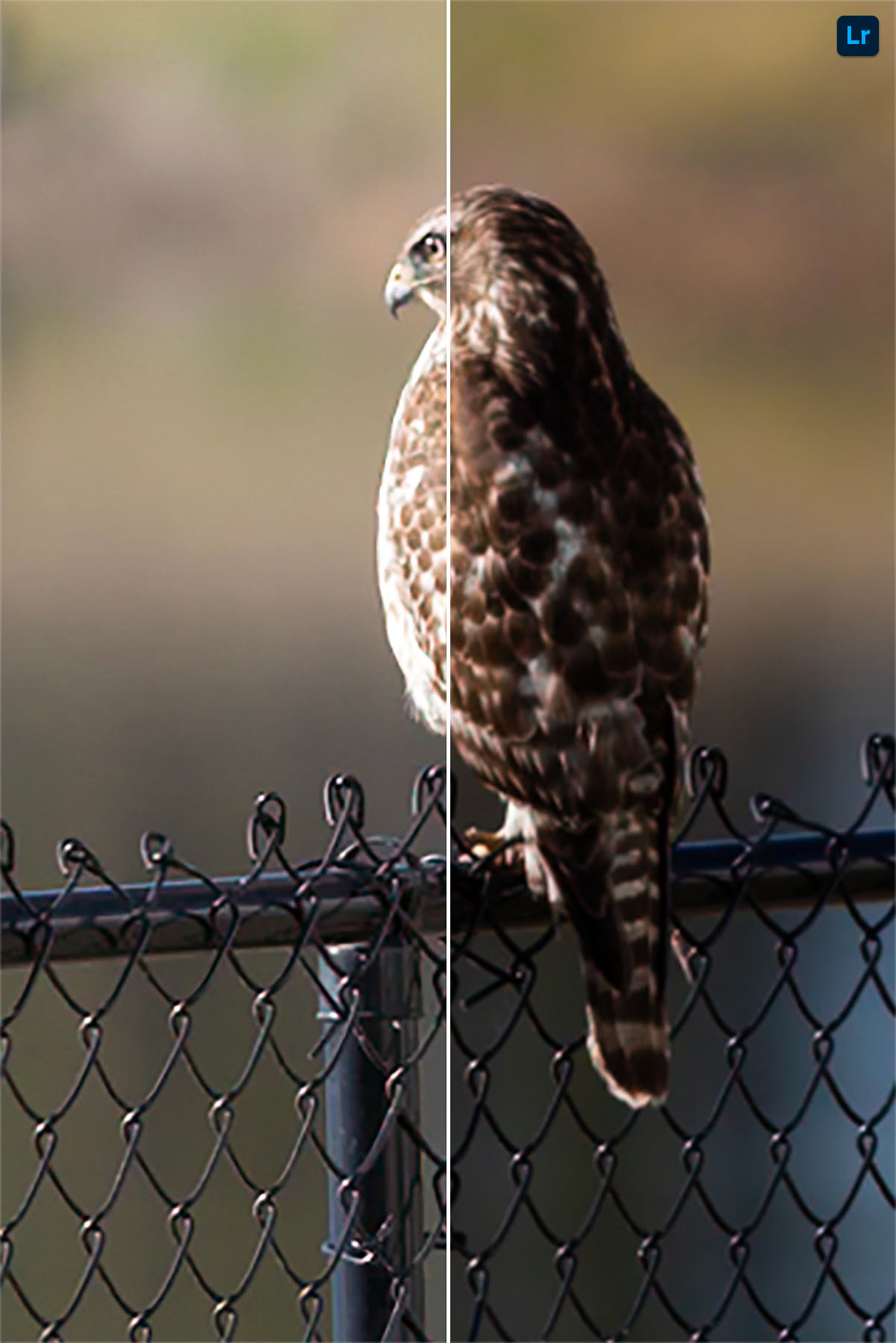 Bird | Remix | Photoshop Lightroom