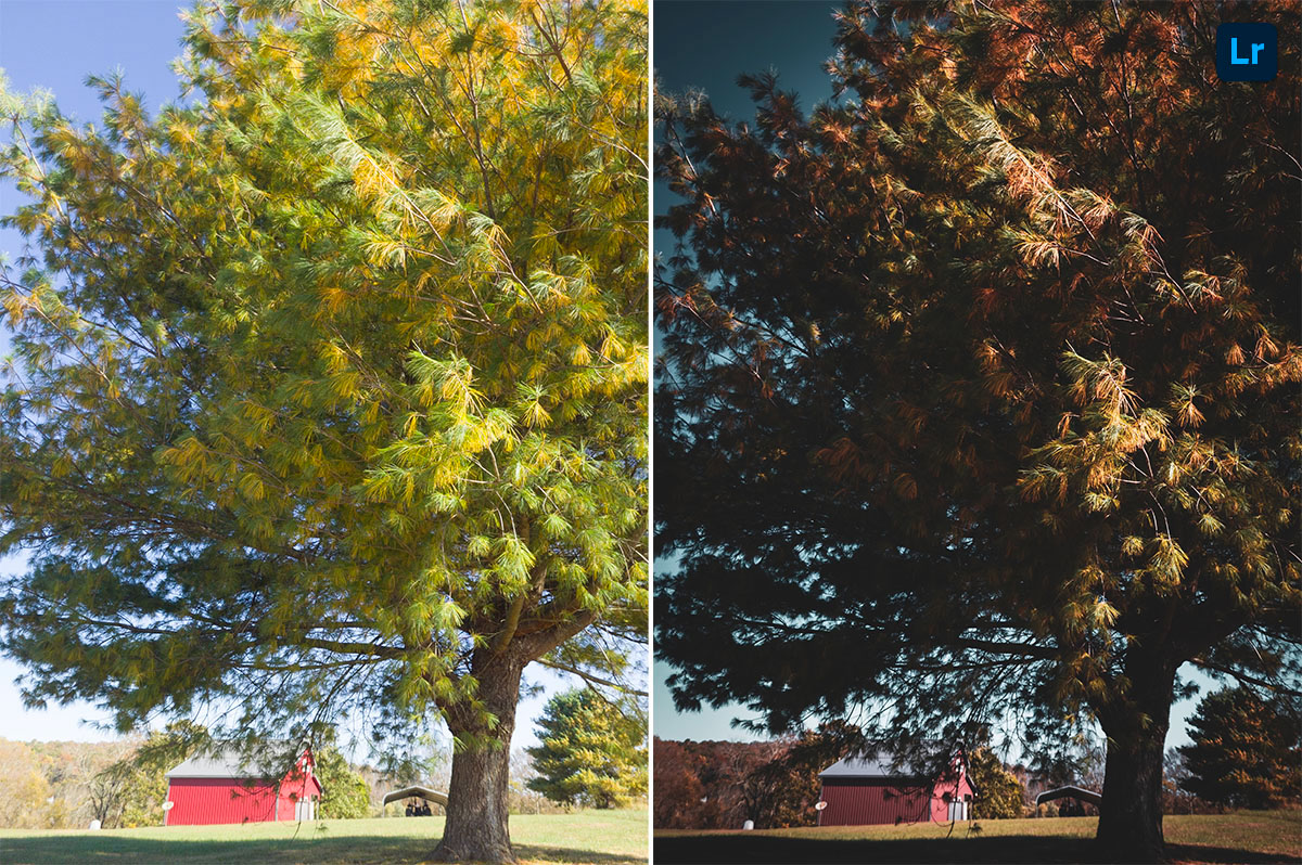 Fall Turning Tree | Edit | Photoshop Lightroom