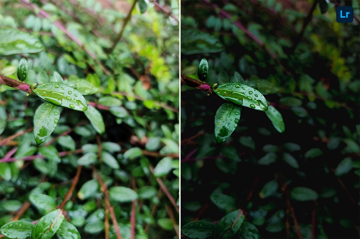 Wet leaves | Edit | Photoshop Lightroom