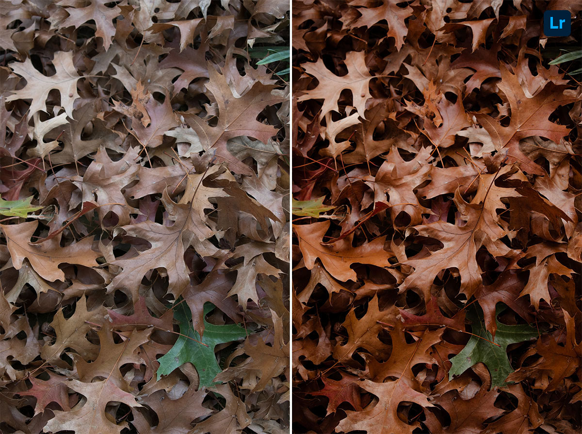 Fall leaves🍁 | Edit | Photoshop Lightroom