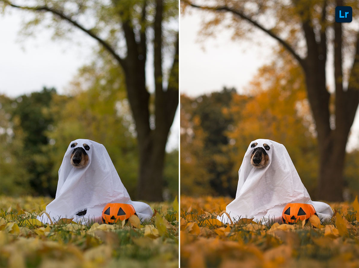 Ghost doggo | Remix | Photoshop Lightroom