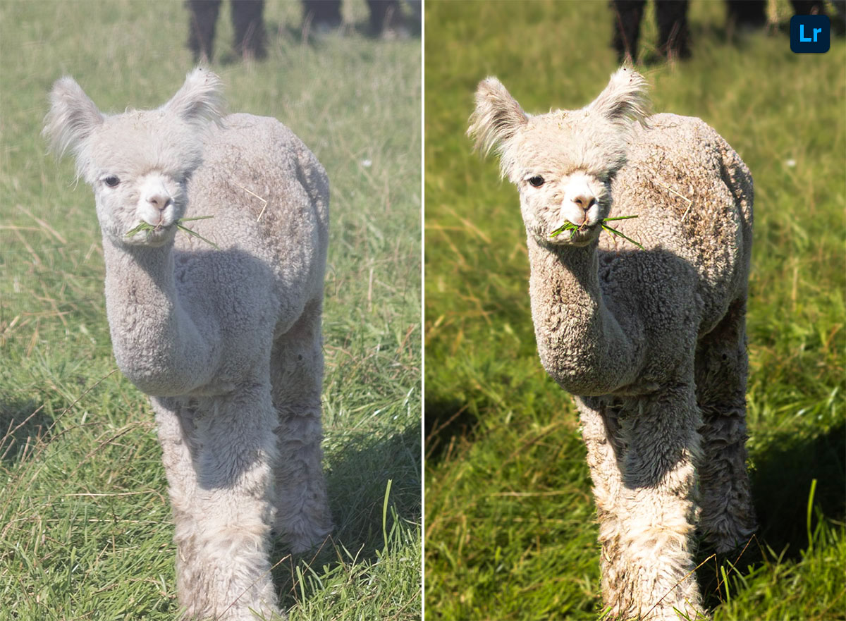 Sweet alpaca | Edit | Photoshop Lightroom