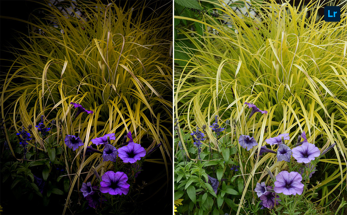 Plants and flowers | Edit | Photoshop Lightroom