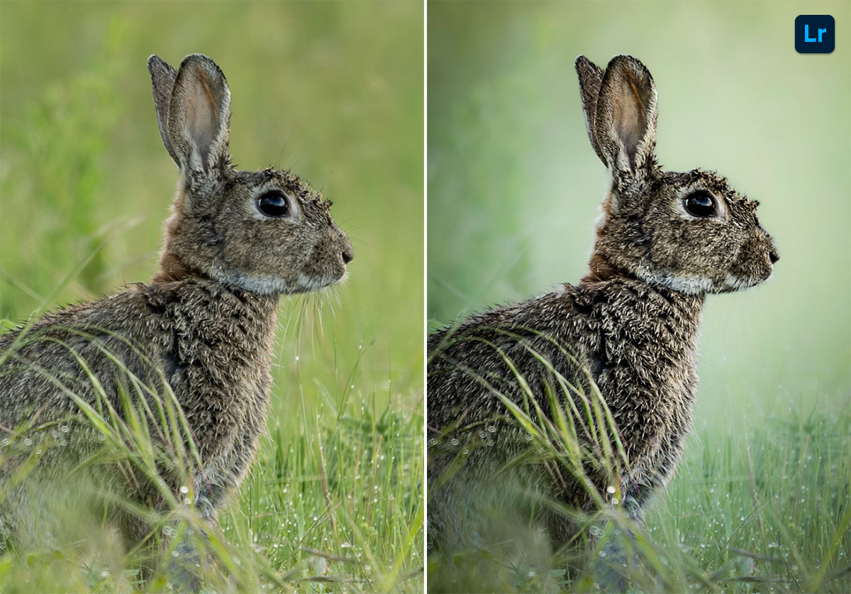 Rabbit | Edit | Photoshop Lightroom