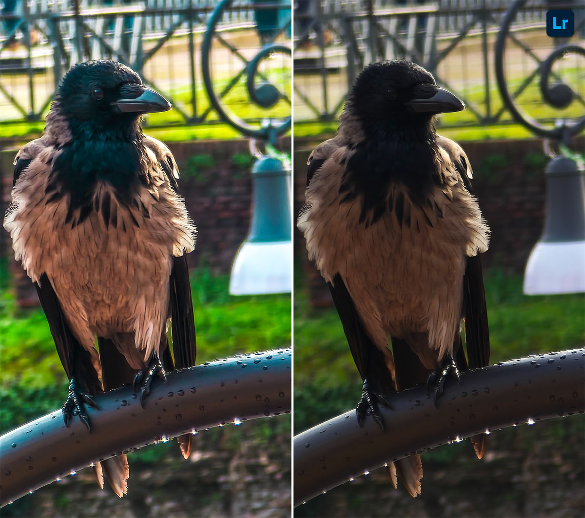 Wonder fly | Edit | Photoshop Lightroom