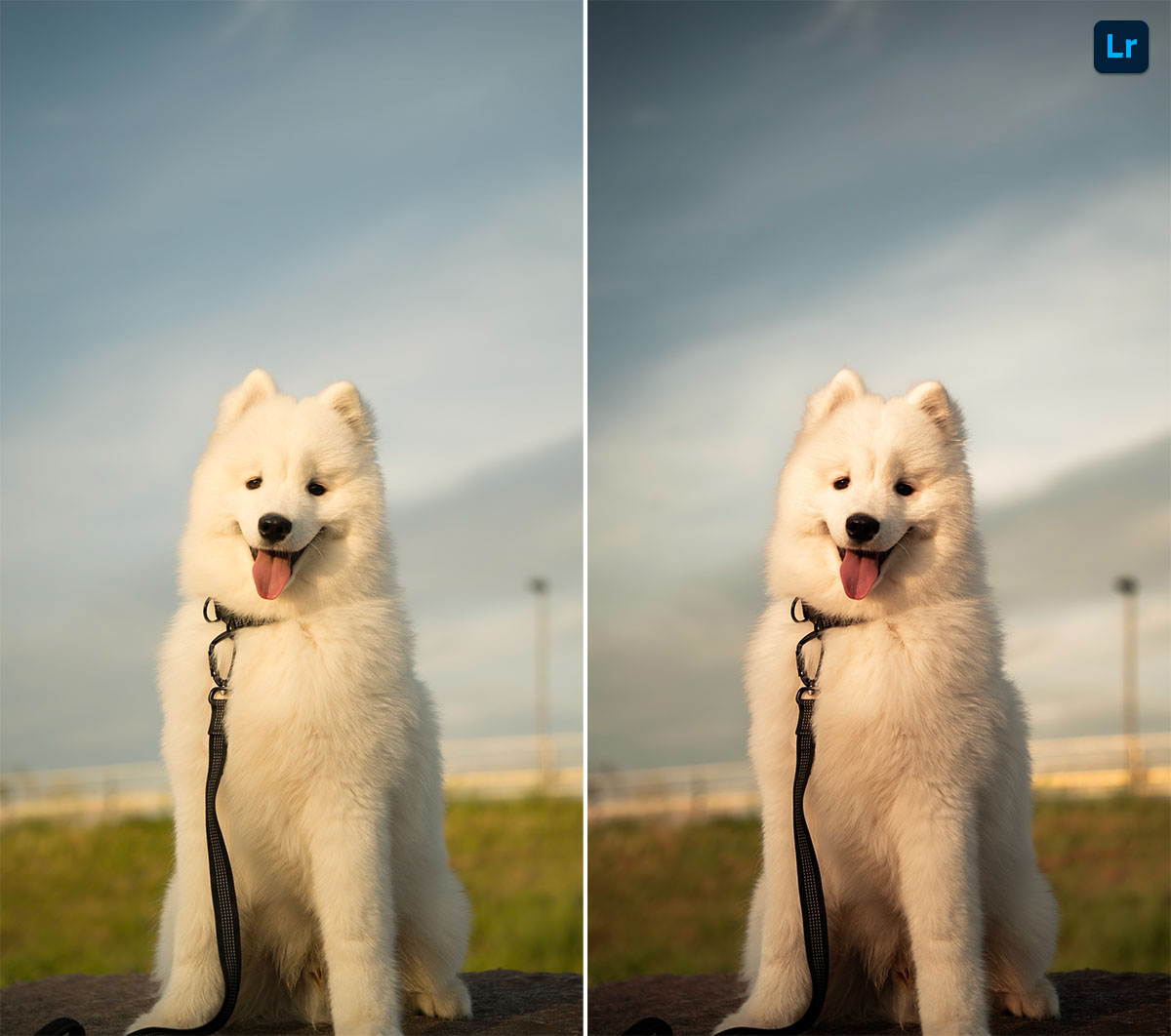 Same samoyed different edits. | Remix | Photoshop Lightroom