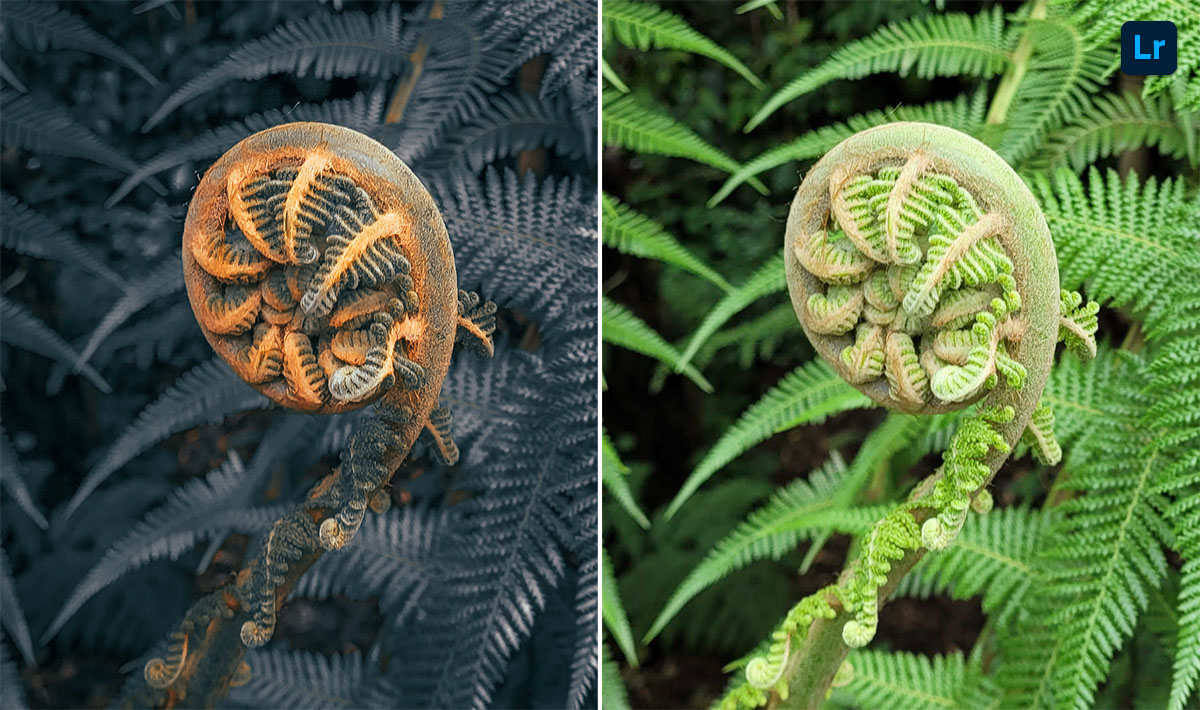 Fern | Edit | Photoshop Lightroom