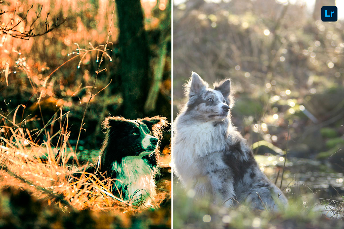 dogs | Remix | Photoshop Lightroom