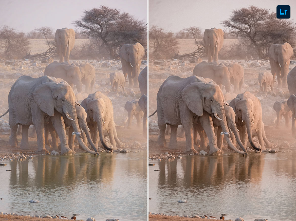 Elephants | Edit | Photoshop Lightroom