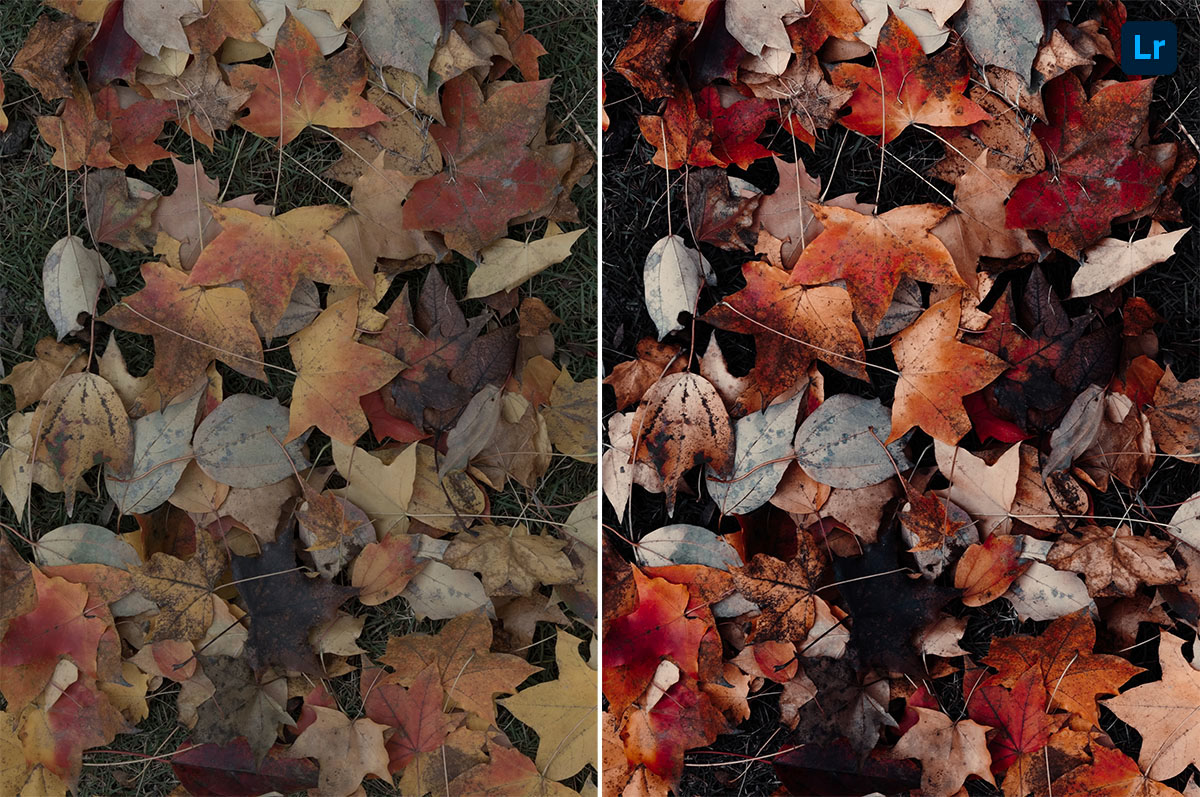 maple leaves | Edit | Photoshop Lightroom