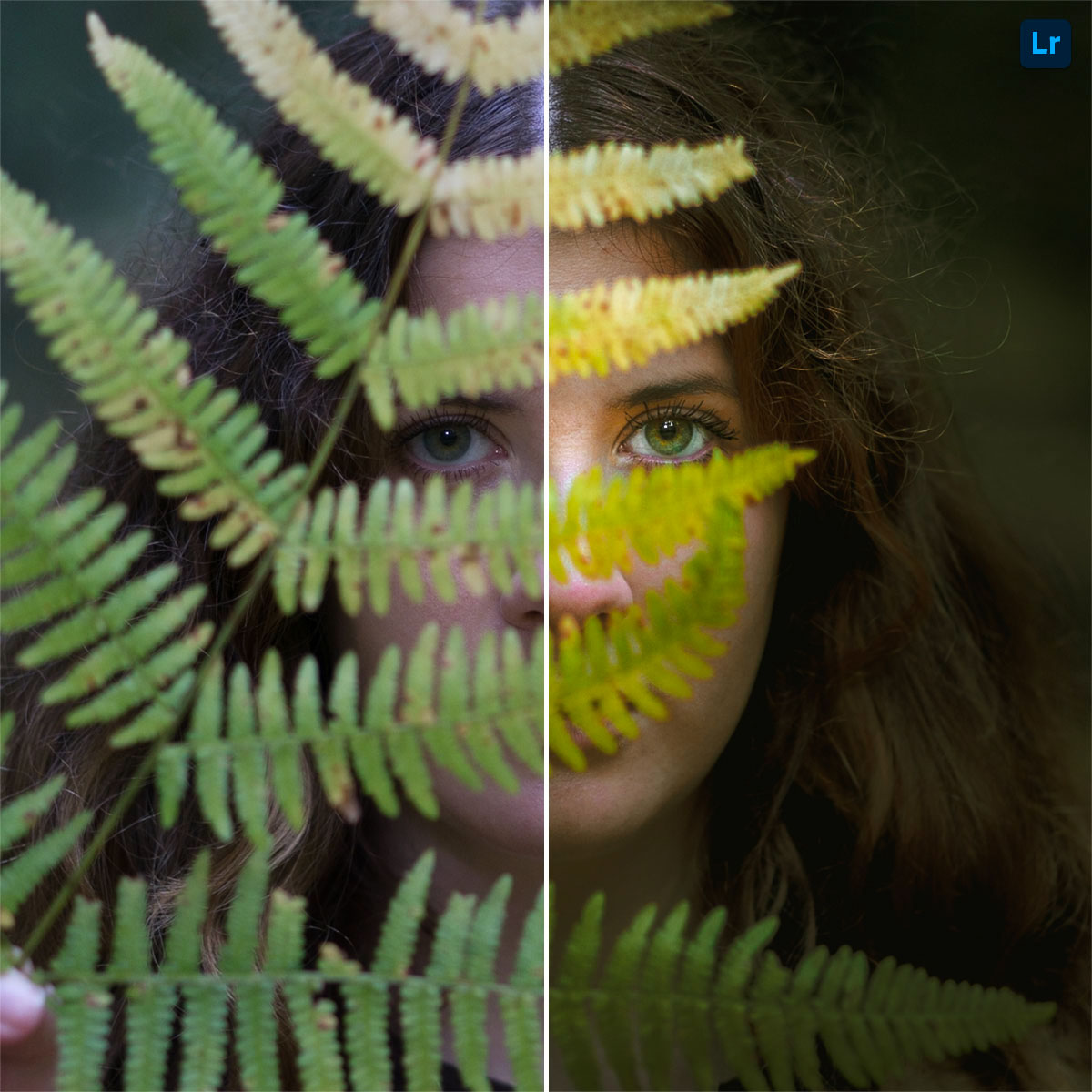 Crack in the ferns | Edit | Photoshop Lightroom