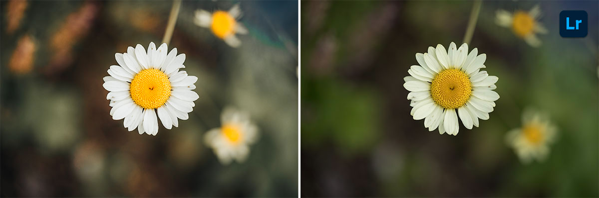 Daisy love | Remix | Photoshop Lightroom