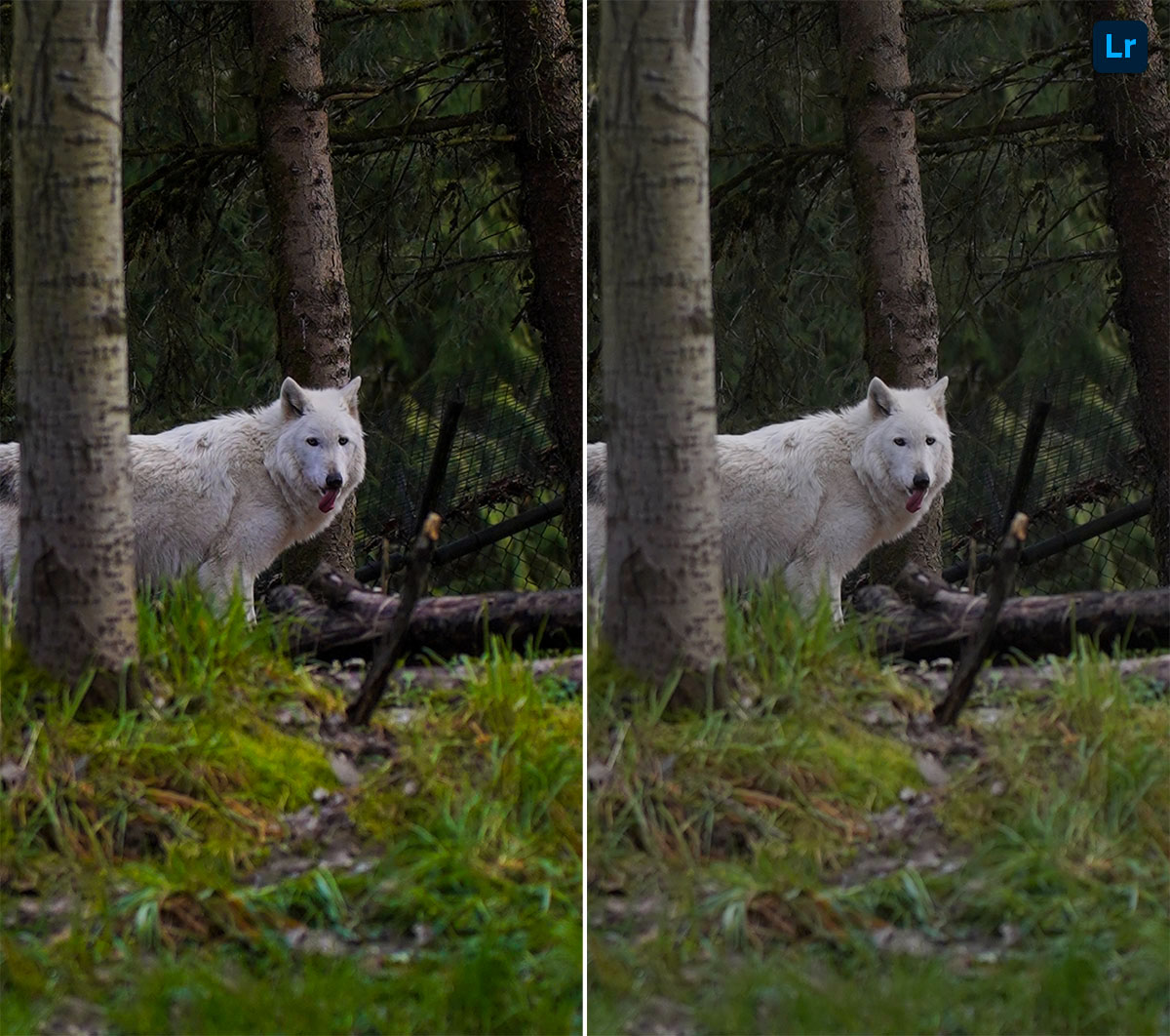 Wolf with no sheep’s clothing | Remix | Photoshop Lightroom