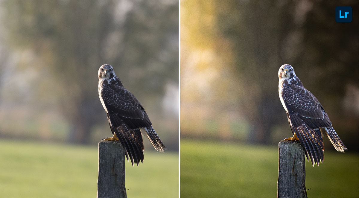 Bird | Remix | Photoshop Lightroom