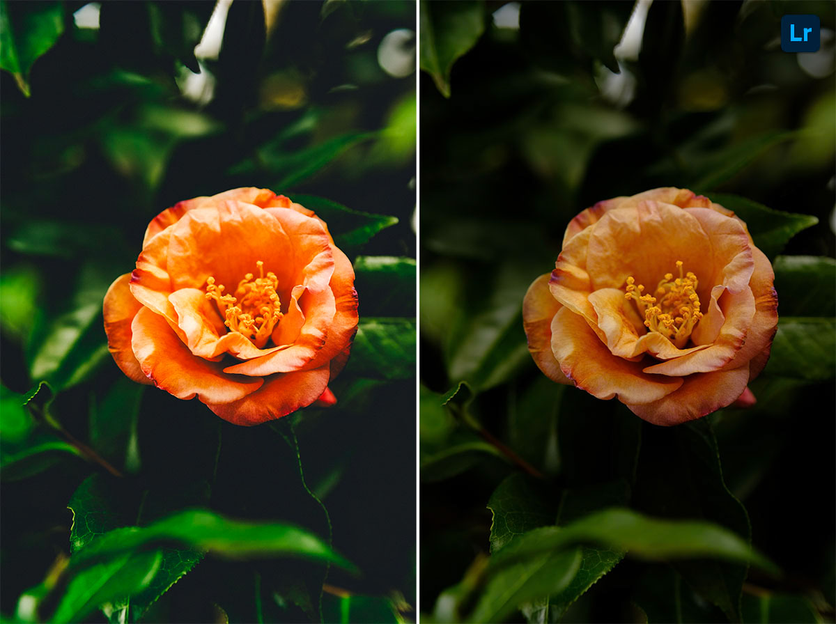 Bloom | Edit | Photoshop Lightroom
