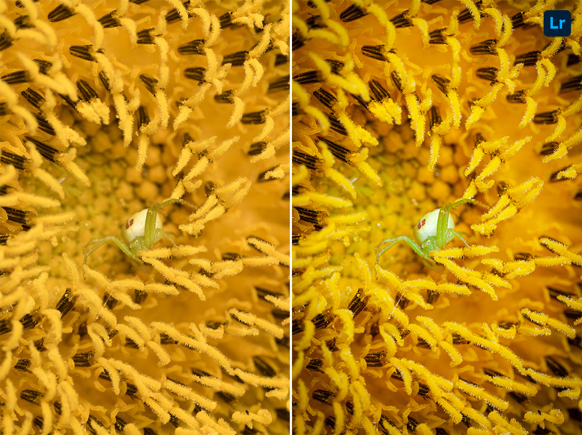 fibonacci labyrinth | Edit | Photoshop Lightroom