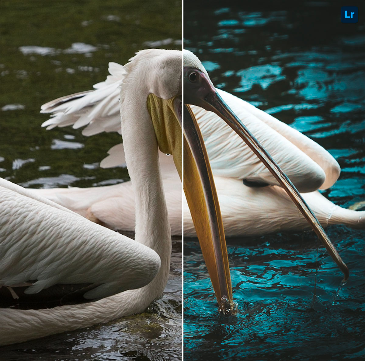 Its all about the pose | Edit | Photoshop Lightroom