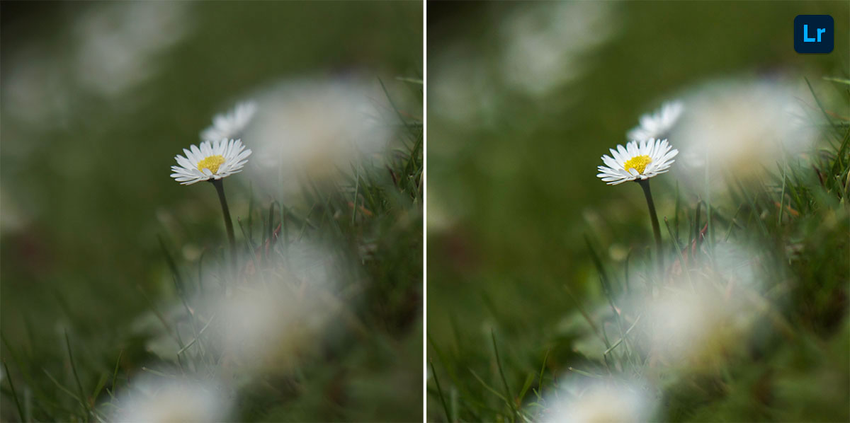 Daisy | Remix | Photoshop Lightroom