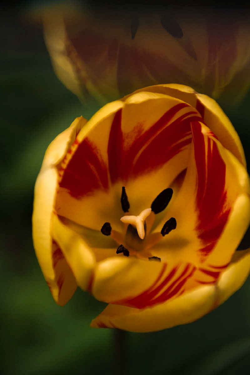 Tulip | Edit | Photoshop Lightroom