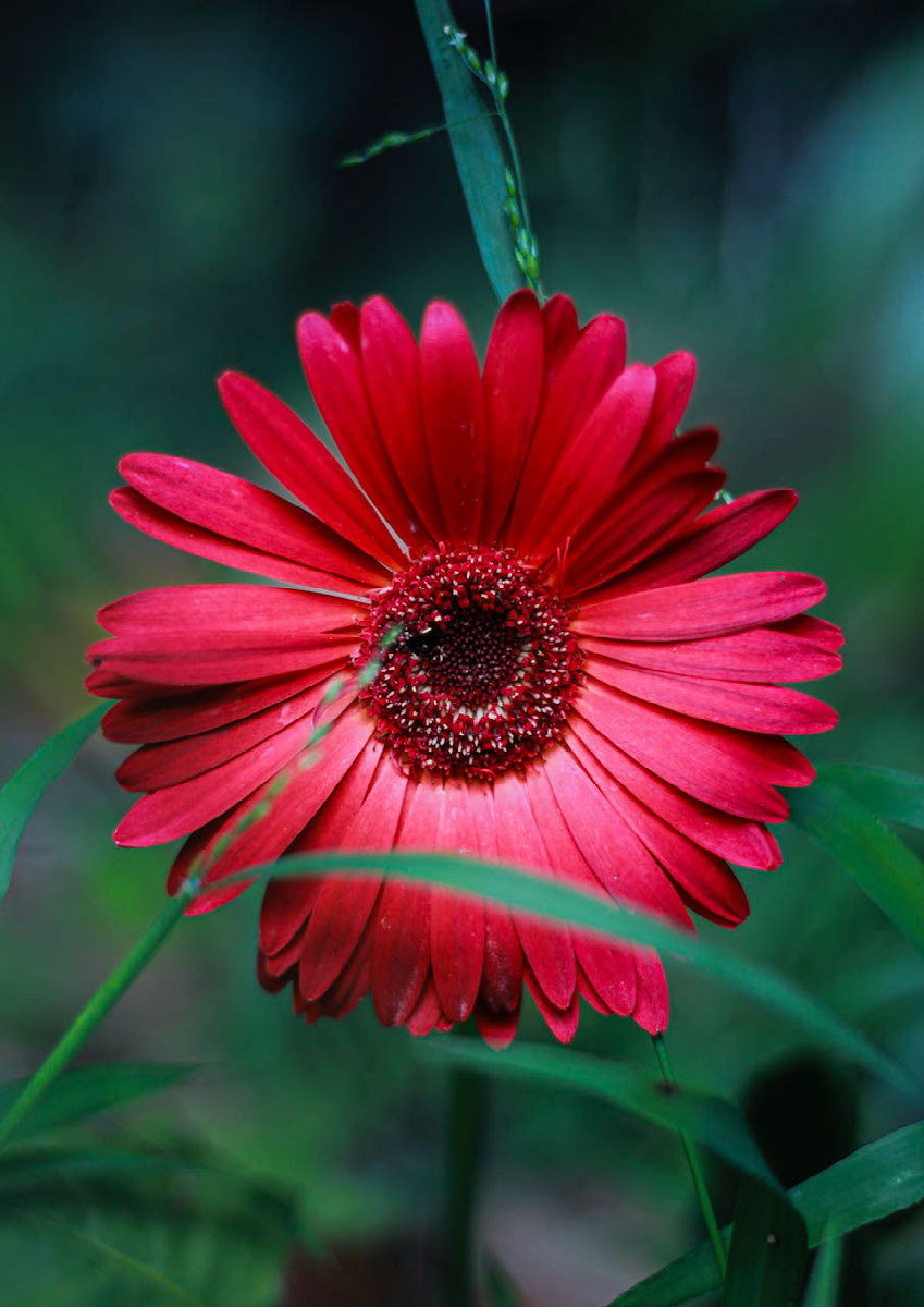 Red | Edit | Photoshop Lightroom