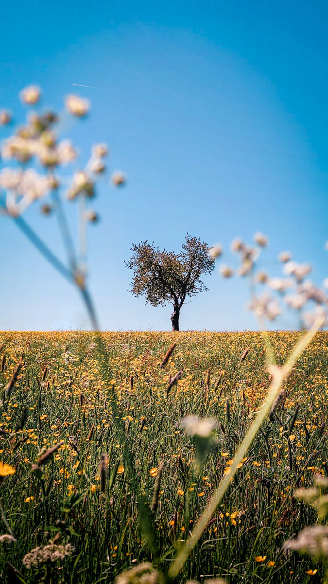 Cherry tree | Edit | Photoshop Lightroom
