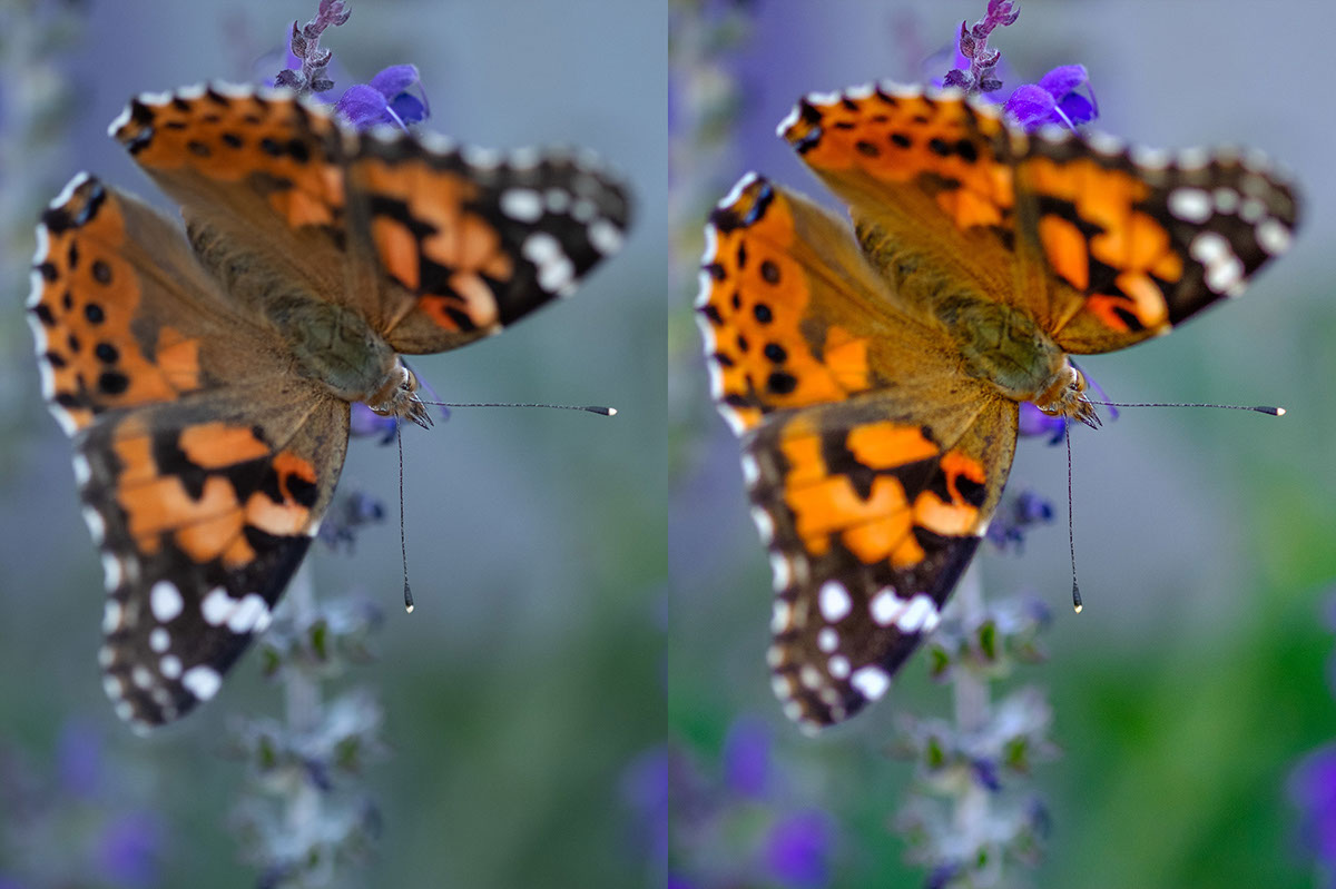 Creating a Vibrant Nature Photograph | Tutorial | Photoshop Lightroom