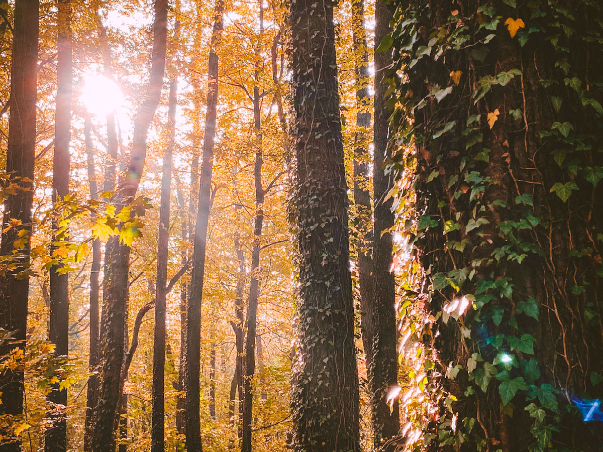 Autumn Flare | Edit | Photoshop Lightroom