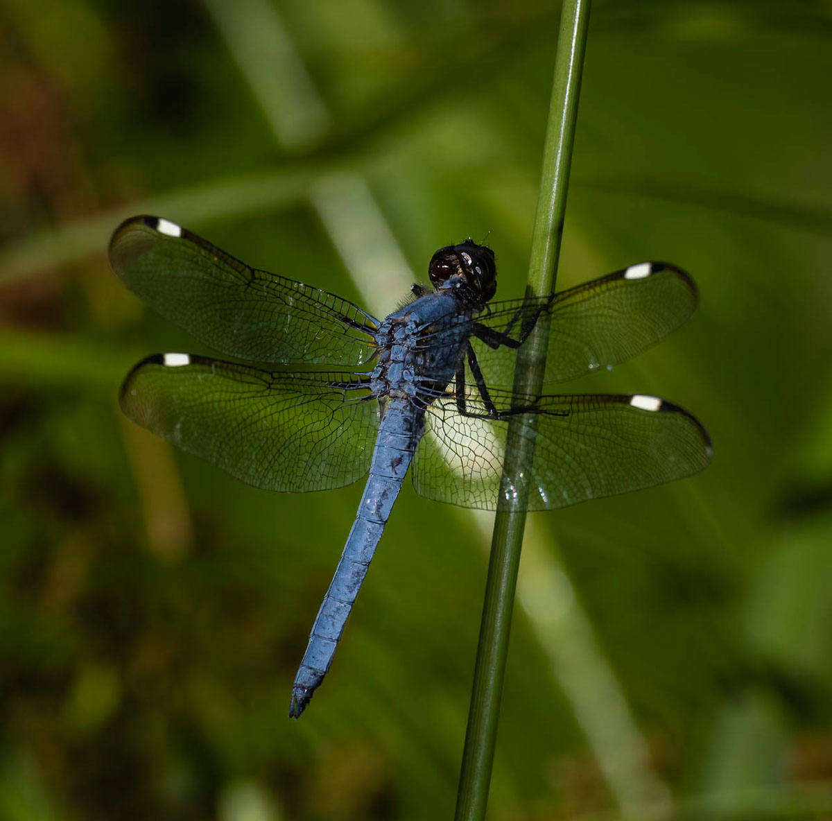 Spangled skimmer dragonfly | Edit | Photoshop Lightroom
