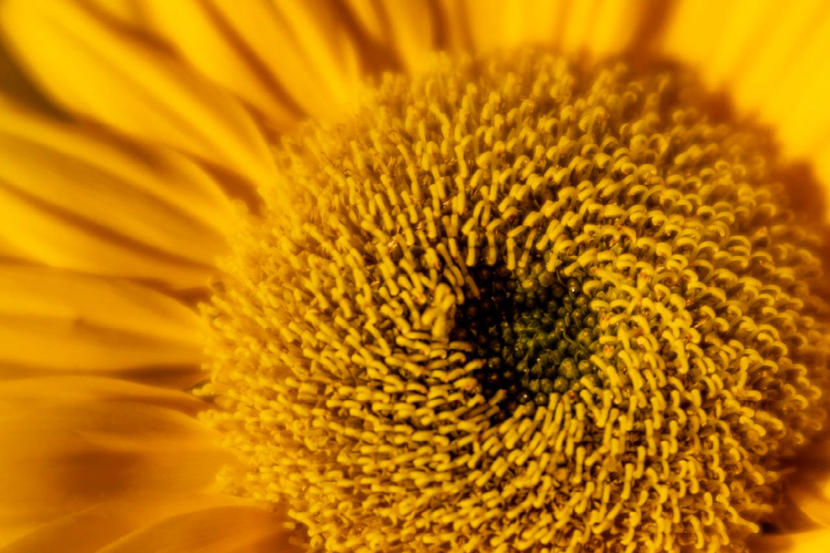 Sunflower | Edit | Photoshop Lightroom