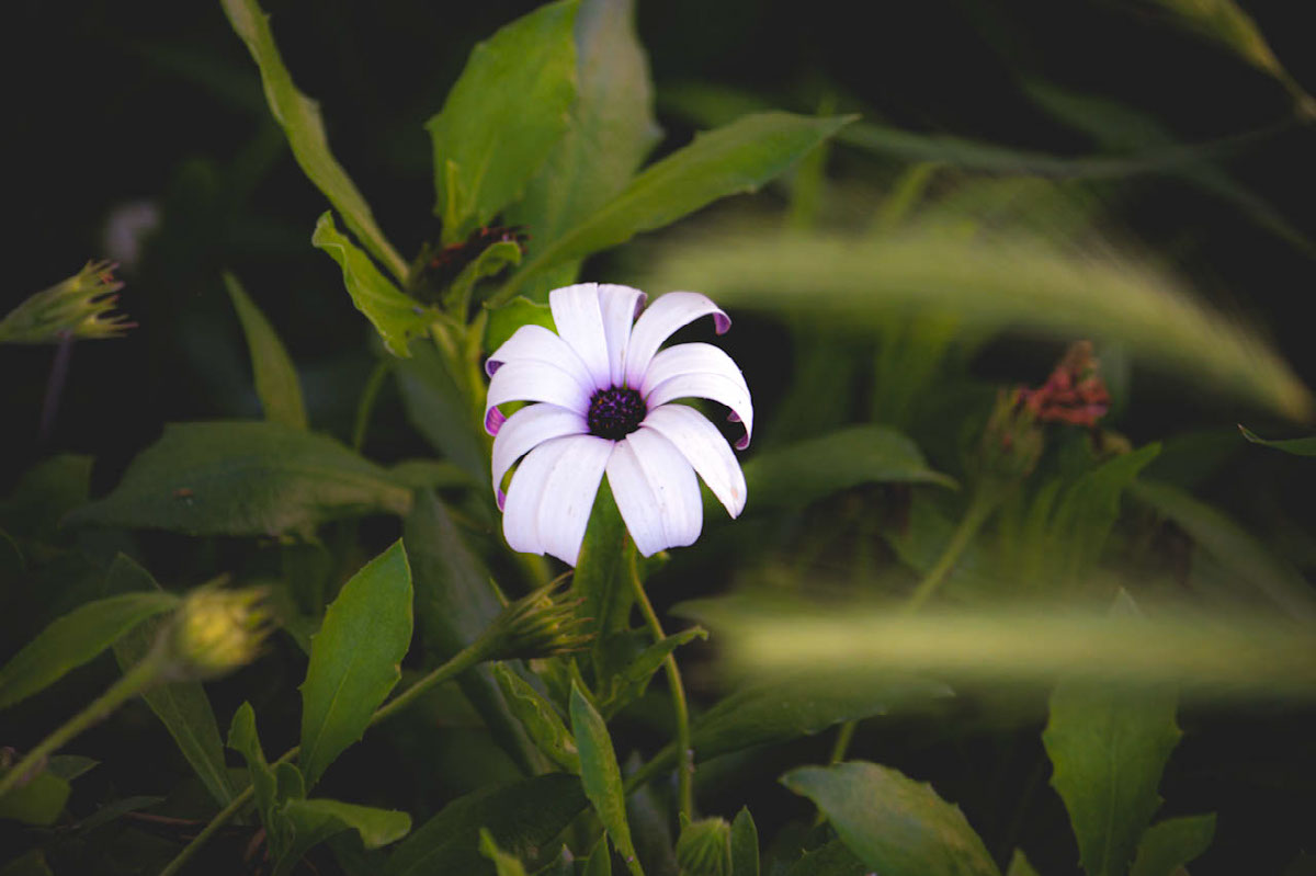 Flower | Edit | Photoshop Lightroom