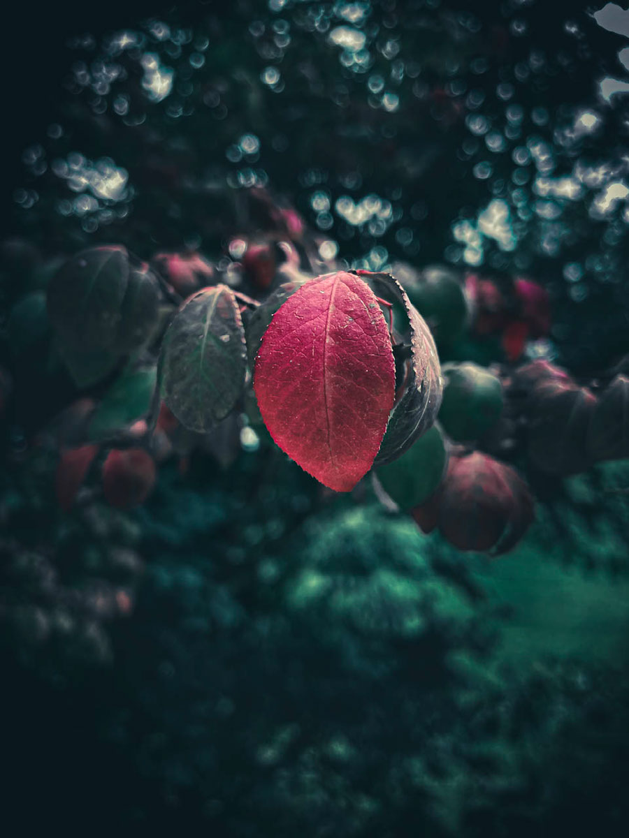 Turning color | Edit | Photoshop Lightroom