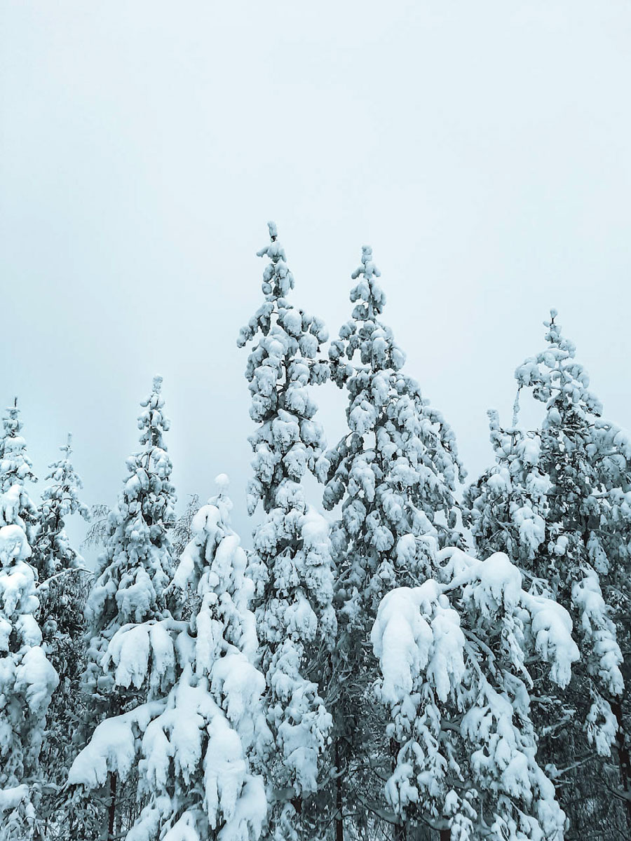 trees | Edit | Photoshop Lightroom