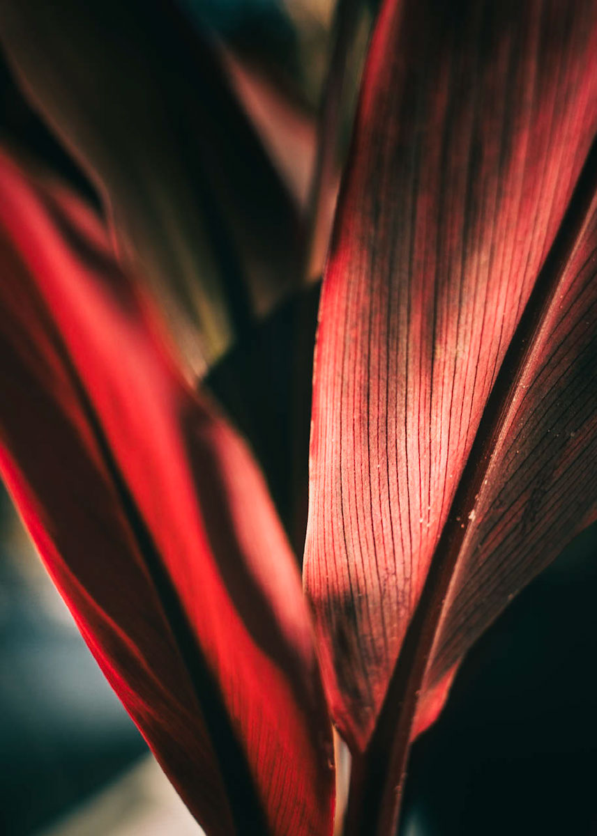 Red Like Blood | Edit | Photoshop Lightroom