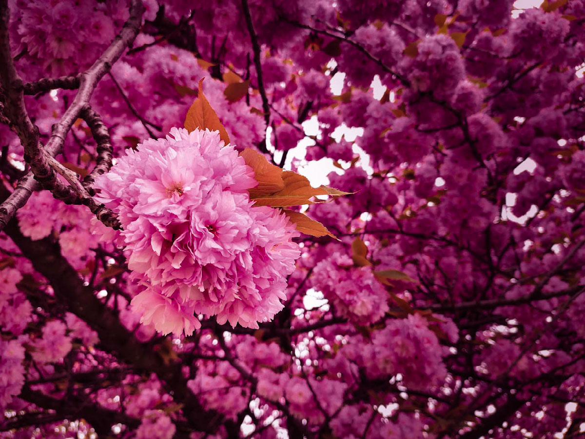 Color pop | Edit | Photoshop Lightroom