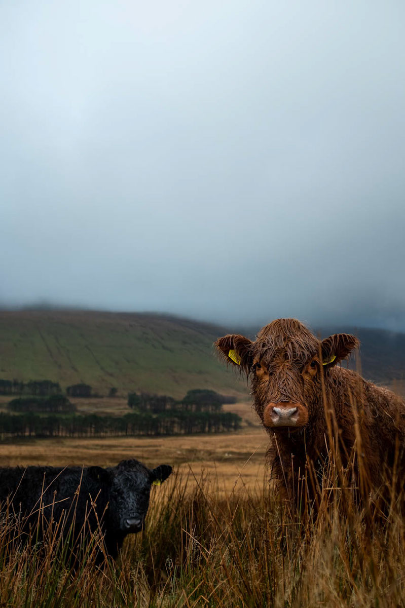 Two Cows | Edit | Photoshop Lightroom