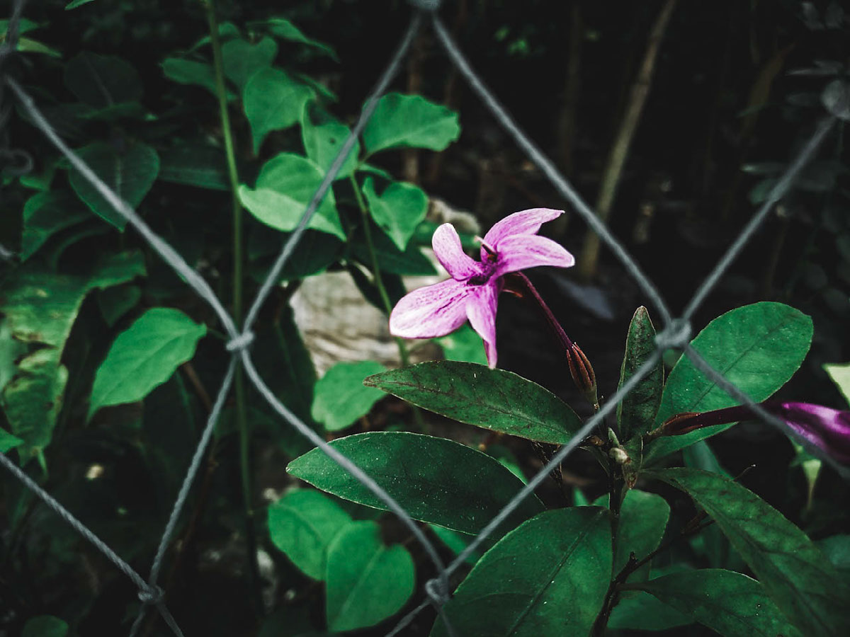 Beauty of a flower | Edit | Photoshop Lightroom