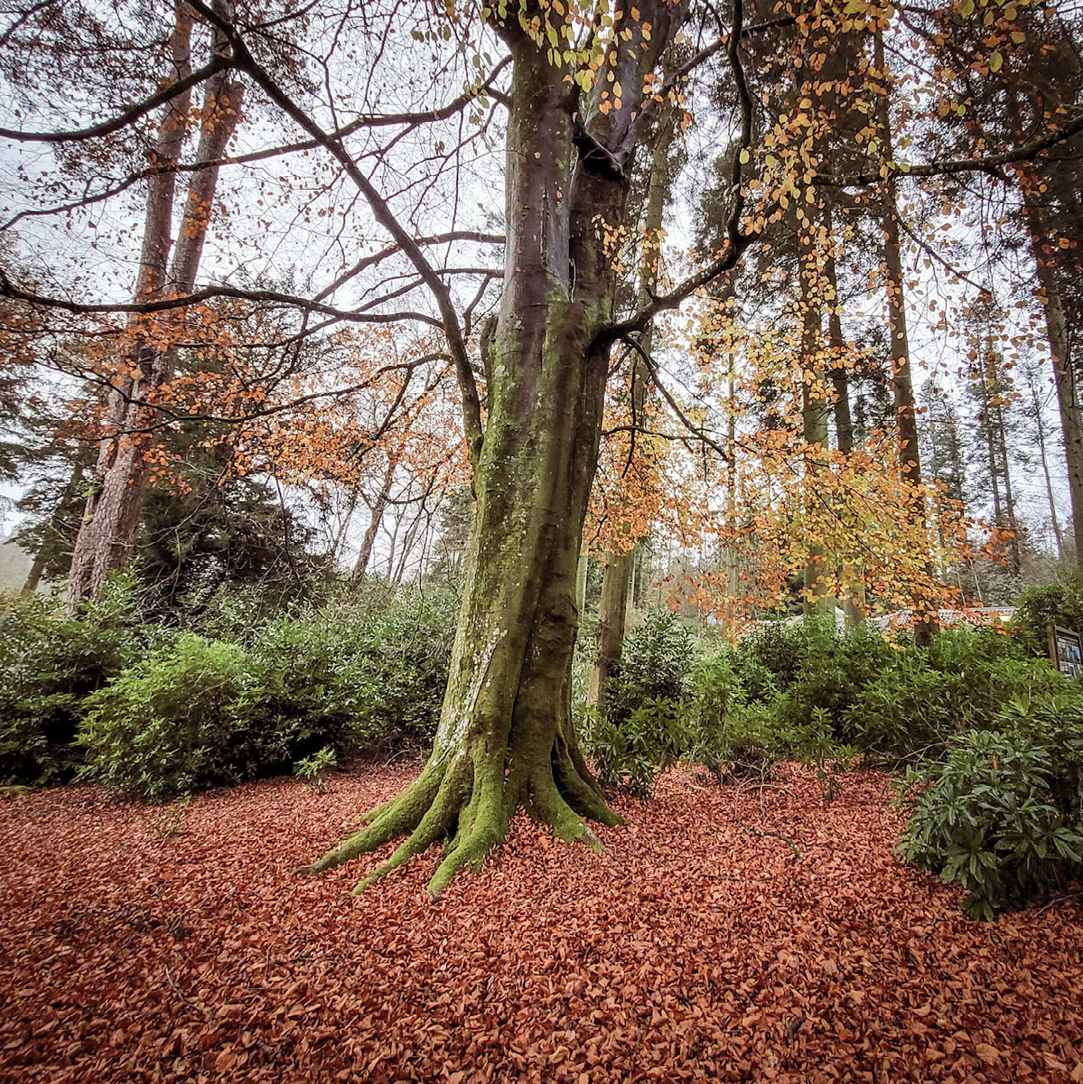 Autumn | Edit | Photoshop Lightroom