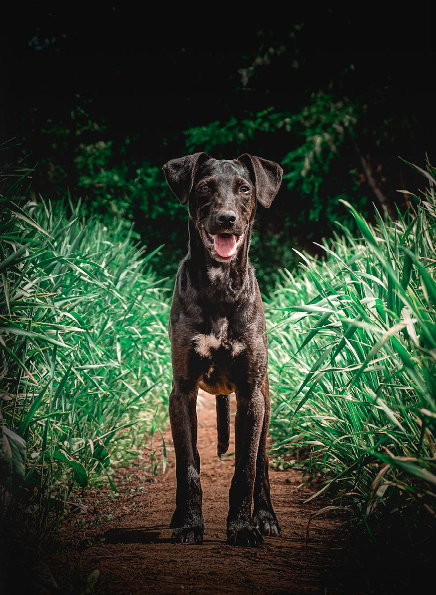 Dog🐕 | Edit | Photoshop Lightroom