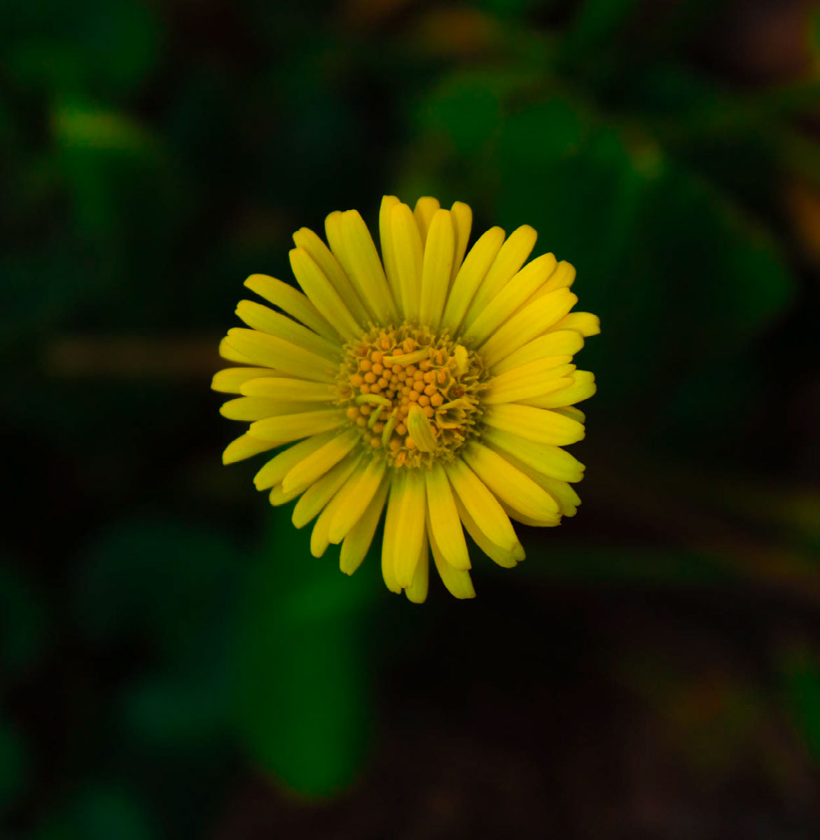 Daisy Doodle | Edit | Photoshop Lightroom