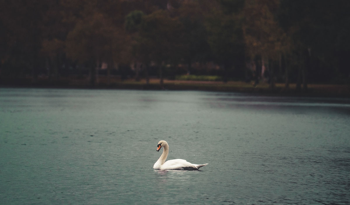 Swan Ronson | Remix | Photoshop Lightroom