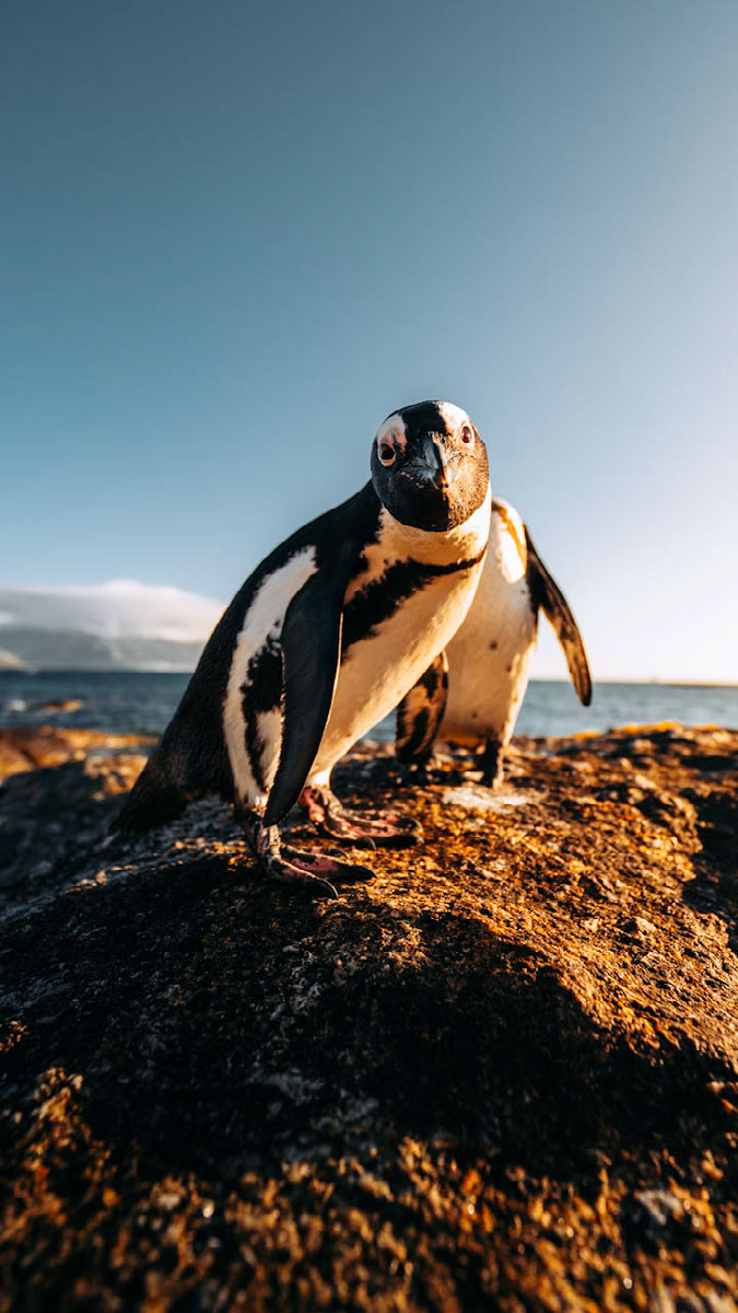 Pingu-Crossing | Edit | Photoshop Lightroom