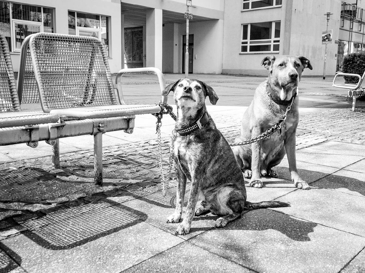 Dogs | Edit | Photoshop Lightroom