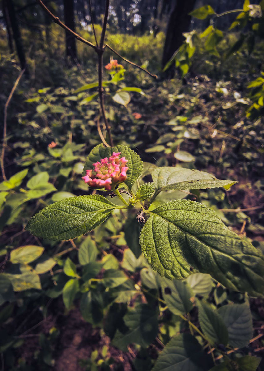 Paper Flower | Edit | Photoshop Lightroom