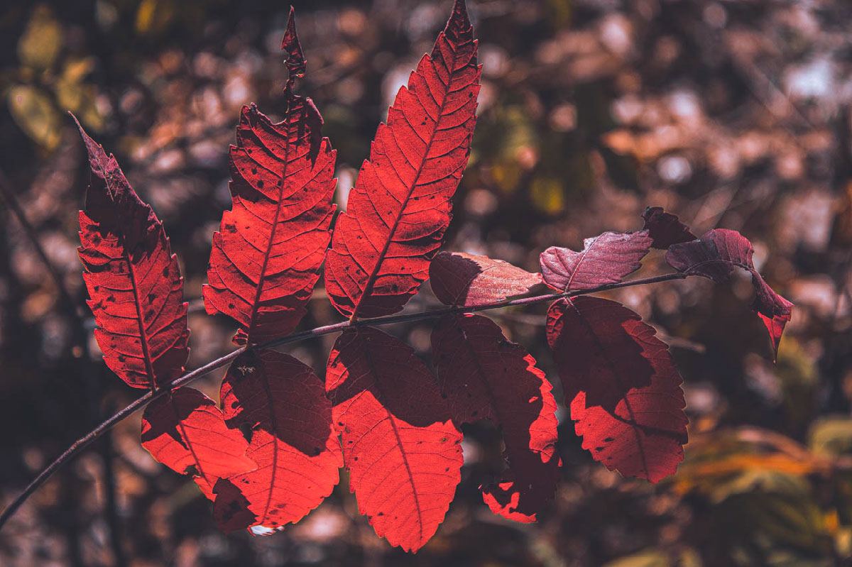 Hello Autumn | Edit | Photoshop Lightroom
