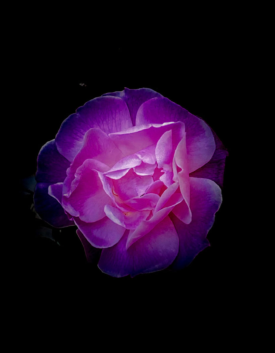 Rose | Edit | Photoshop Lightroom