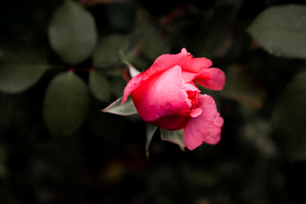 Pink rose | Edit | Photoshop Lightroom